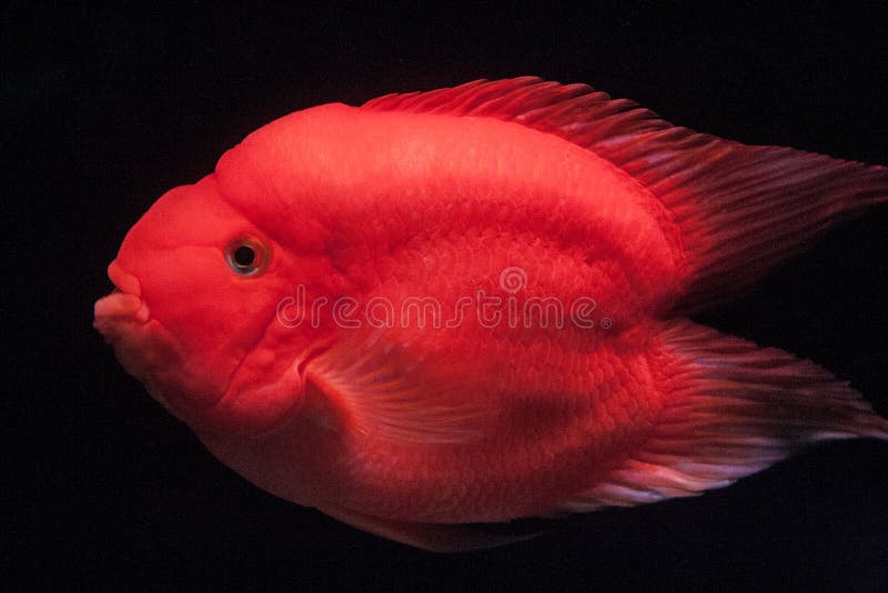 Red fish stock photo. Image of brown, cloudy, food, garden - 47459112