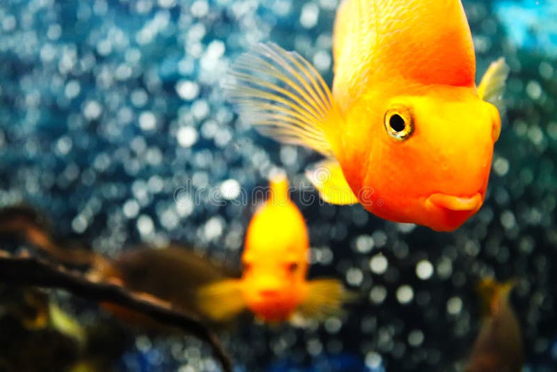 Red Fish from Tropical Places in the Aquarium. Stock Photo - Image of ...