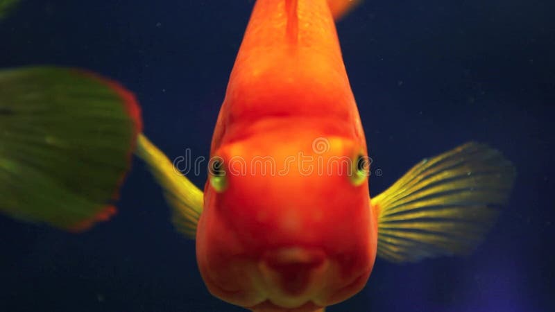 Big Rhizostomae Jellyfish Underwater in Blue Sea Stock Video - Video of ...