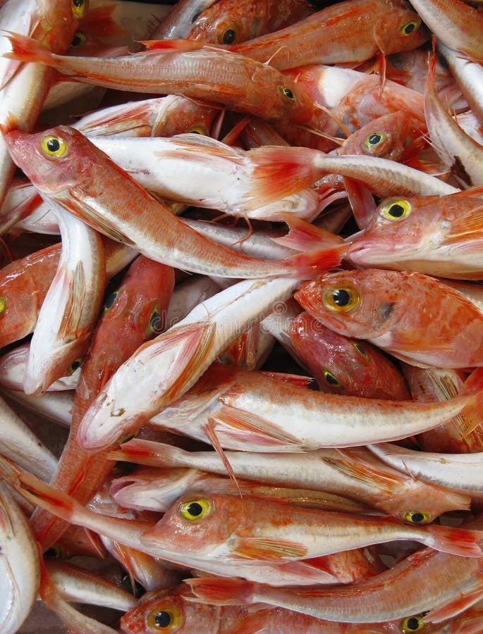 Red Fish with Yellow Eyes stock image. Image of seafood - 23294359