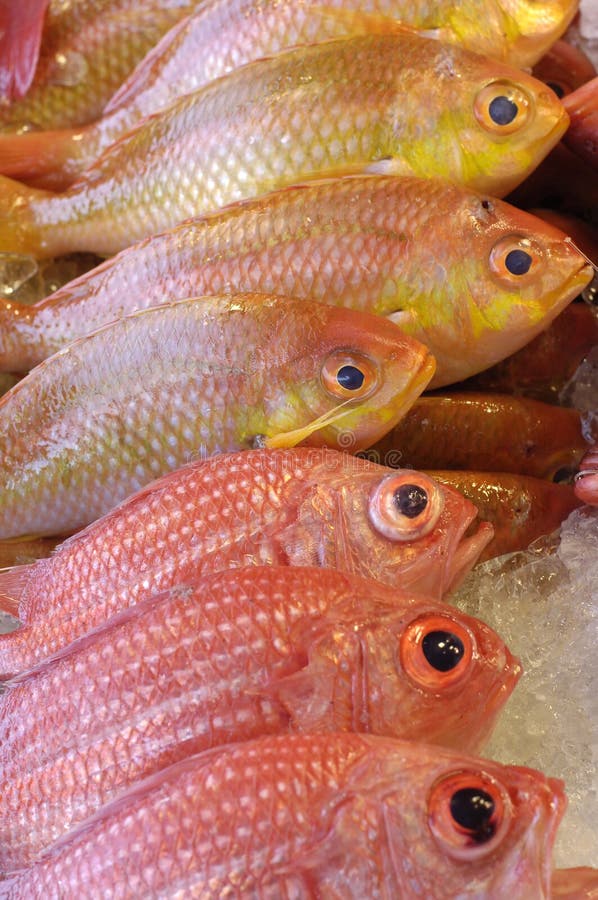 Red fishes o stock image. Image of animal, freshness - 22140603