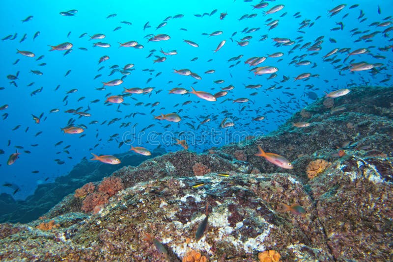 Red Fishes on Reef on the Deep Blue Ocean Stock Image - Image of ...