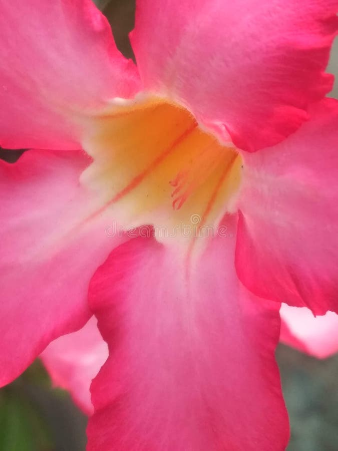 Red Flamboyan Flower stock image. Image of petal, lily - 215456455