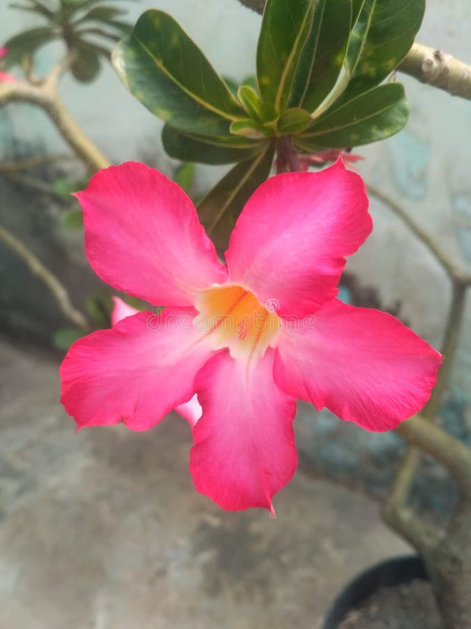 Red Flamboyan Flower Indonesia Stock Photo - Image of purple, shrub ...