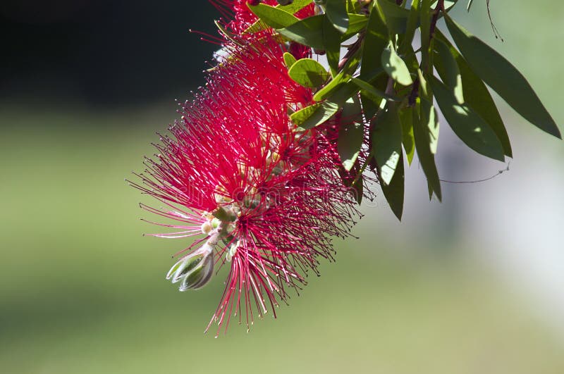 Red flame flower stock image. Image of close, flowers - 15068269