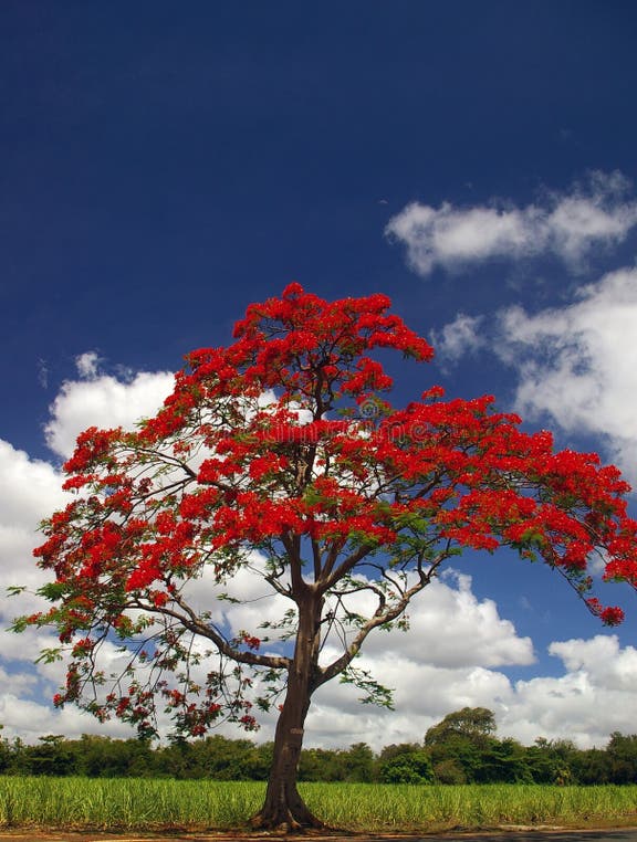 Red Flame Tree with Blue Sky Background Stock Photo - Image of safe ...