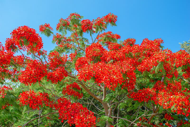Red flame tree stock photo. Image of blossom, flame - 222429882