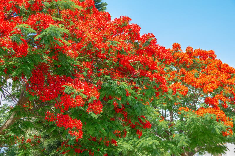 Flame tree stock photo. Image of maple, shrub, wildflower - 222429844