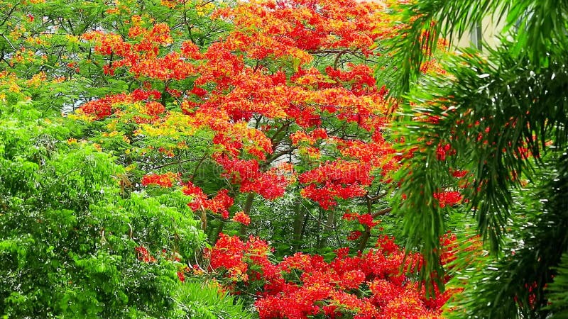 Red Flame Tree Full Bloom in the Park in Summer Blue Sky White Cloud ...