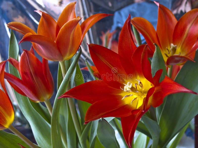 Red flame tulips stock photo. Image of plant, colors - 10398222