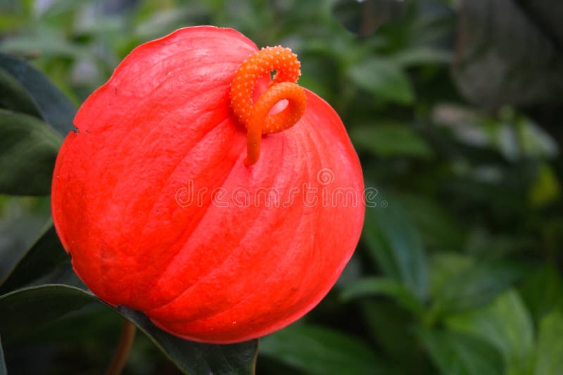 Red flamingo flower stock image. Image of schezerianum - 50391151