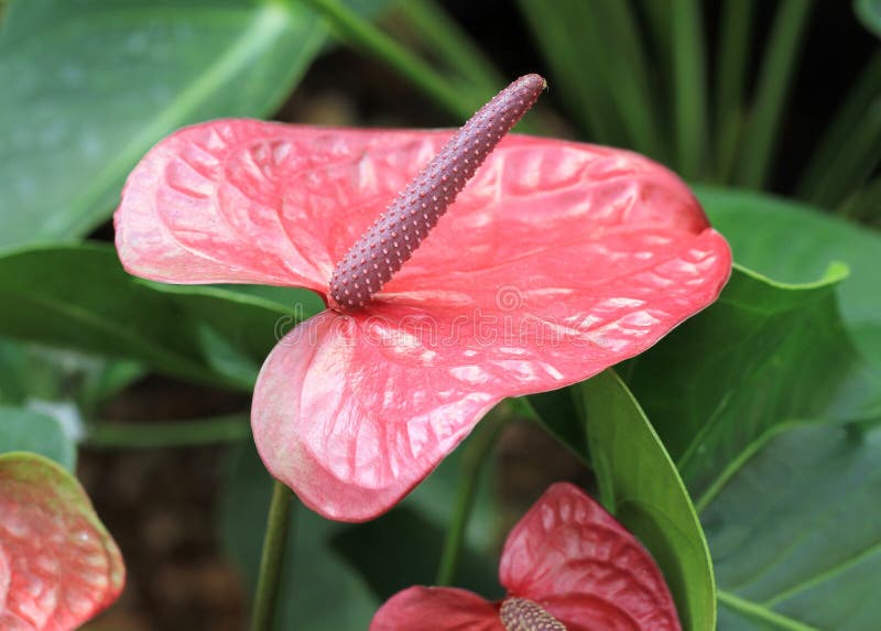 Red flamingo flower stock image. Image of plant, botany - 88583633