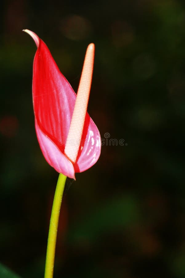 Red Flamingo Flower stock image. Image of bright, elegance - 53839843