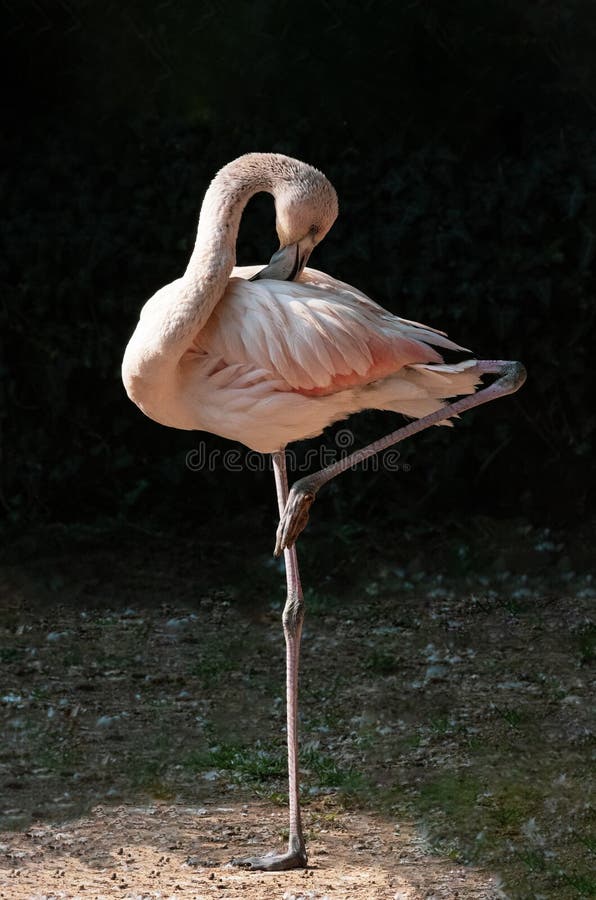 Red flamingo on one leg stock image. Image of beauty - 183160957