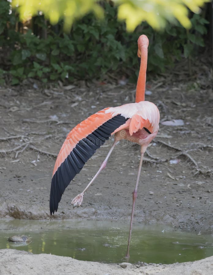Red flamingo stock image. Image of flamingos, birds, beauty - 76497827
