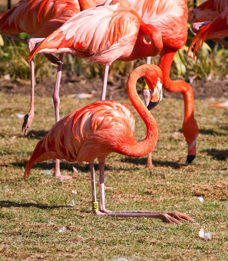 Red Flamingo Sitting on Grass Stock Image - Image of beauty, aviary ...
