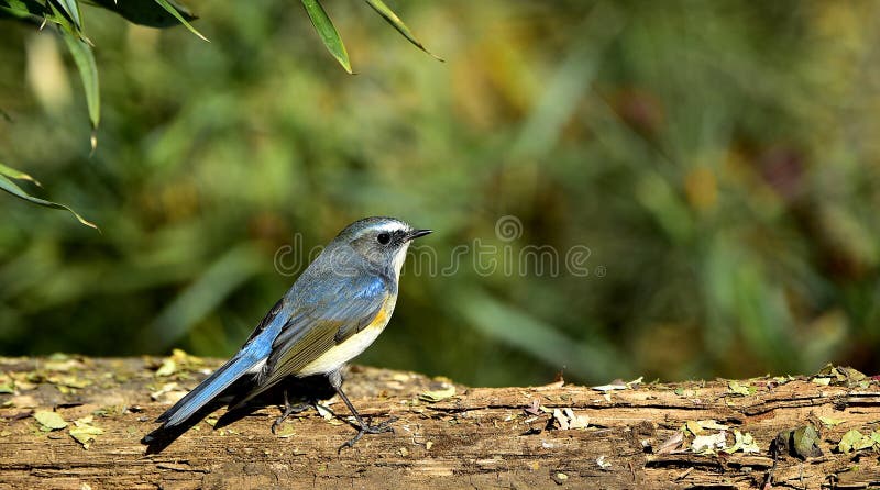 Red-flanked Bush Robin stock photo. Image of living, food - 48239224