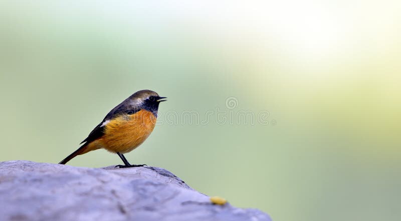 Red-flanked Bush Robin stock photo. Image of wild, birds - 60806064