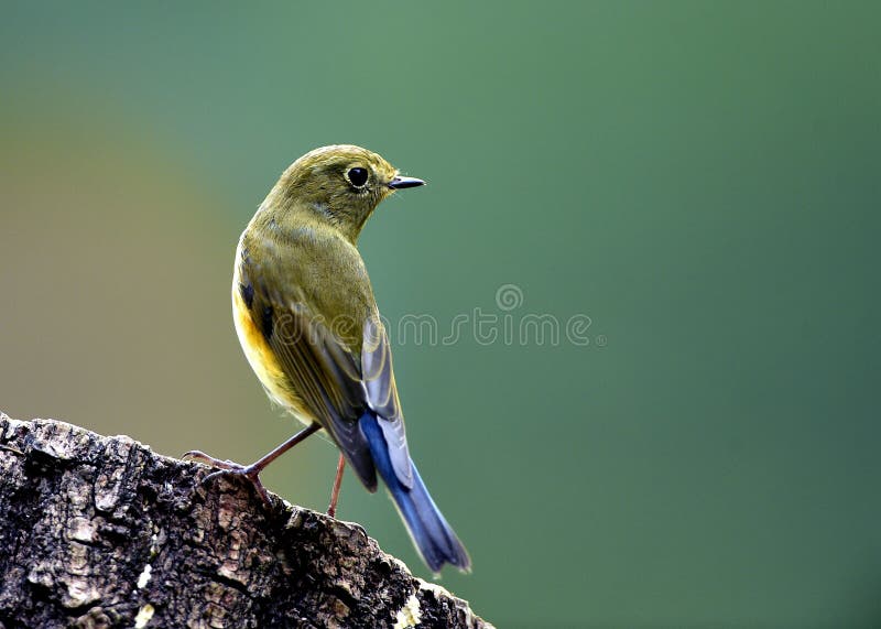 Red-flanked Bush Robin stock image. Image of survival - 60878281