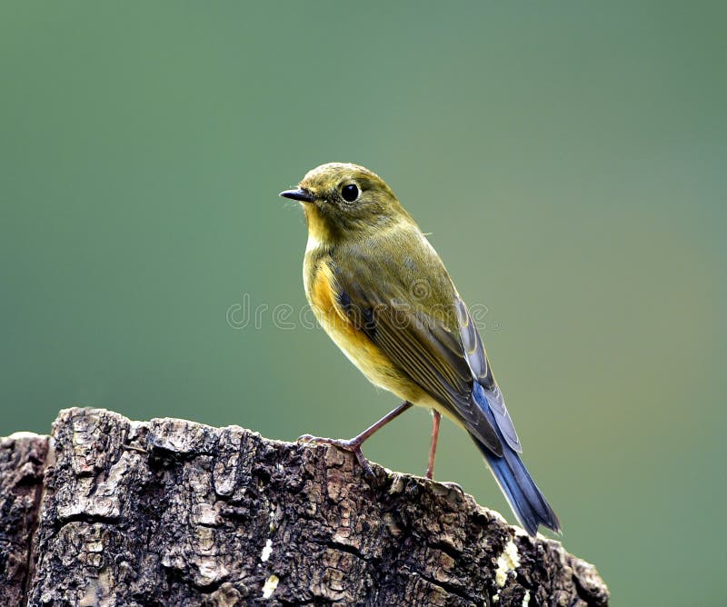 Red-flanked Bush Robin stock image. Image of environment - 60878365