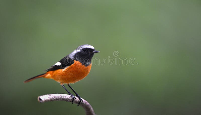 Red-flanked Bush Robin stock image. Image of twigs, environment - 34736179