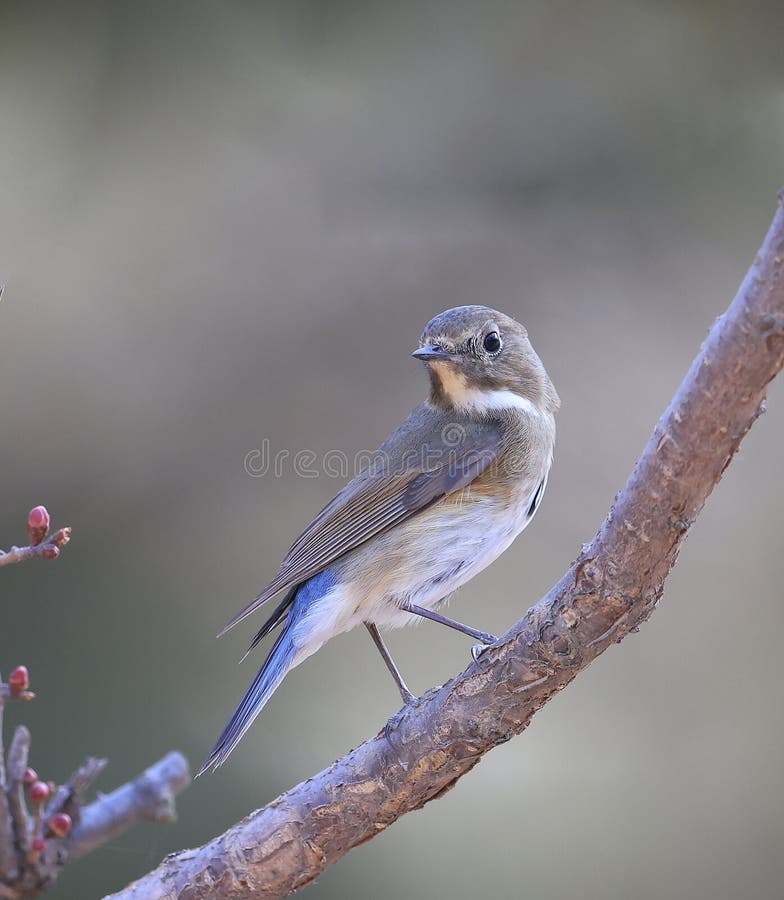 Red Flanked Bush Robin,Tarsiger Cyanurus,live in China(Tarsiger ...