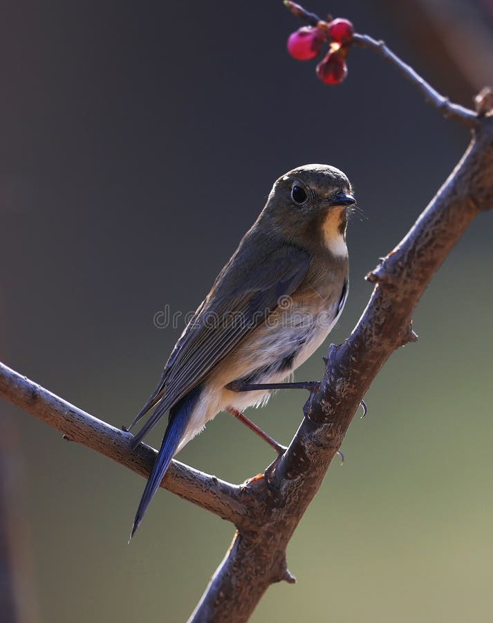 Red Flanked Bush Robin,Tarsiger Cyanurus,live in China(Tarsiger ...