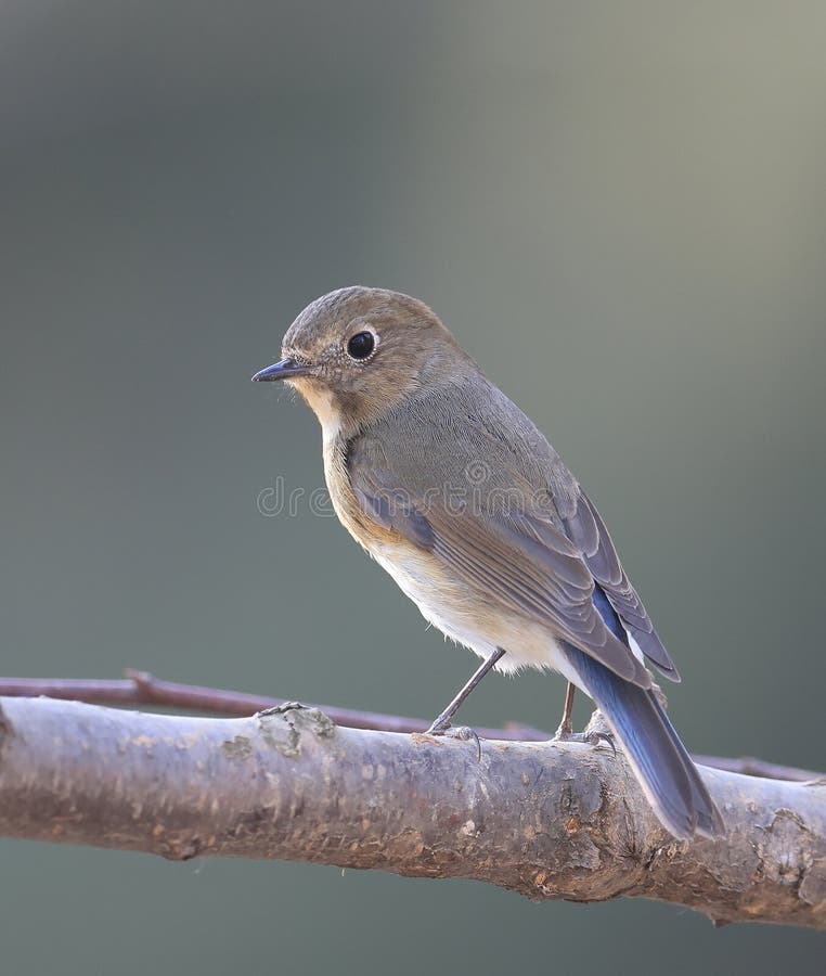 Red Flanked Bush Robin,Tarsiger Cyanurus,live in China(Tarsiger ...