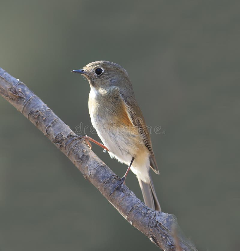 Red Flanked Bush Robin,Tarsiger Cyanurus,live in China(Tarsiger ...