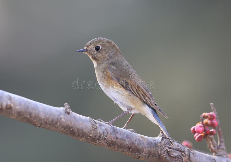 Red Flanked Bush Robin,Tarsiger Cyanurus,live in China(Tarsiger ...