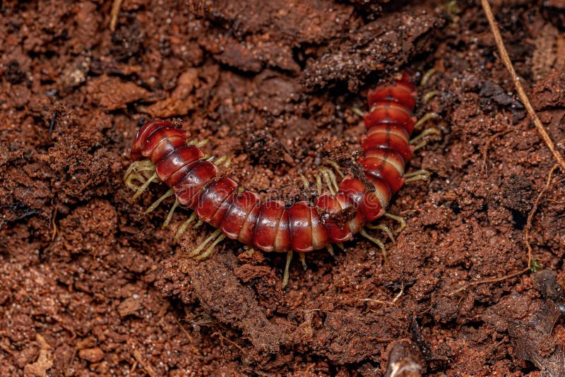 Red Flat-backed Millipede stock photo. Image of millipedes - 242014994