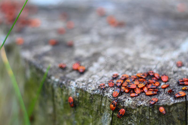 Red Flat Bugs during the Breeding Season. People Call a Bug a Soldier ...