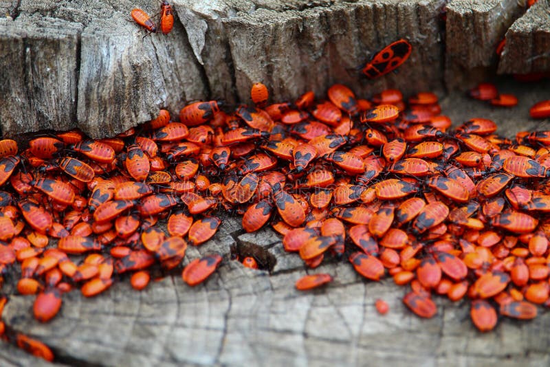 Red Flat Bugs during the Breeding Season. People Call a Bug a Soldier ...
