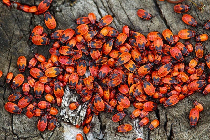 Red Flat Bugs during the Breeding Season. People Call a Bug a Soldier ...