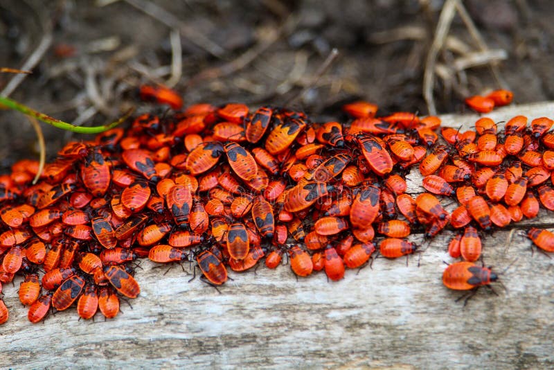 Red Flat Bugs during the Breeding Season. People Call a Bug a Soldier ...