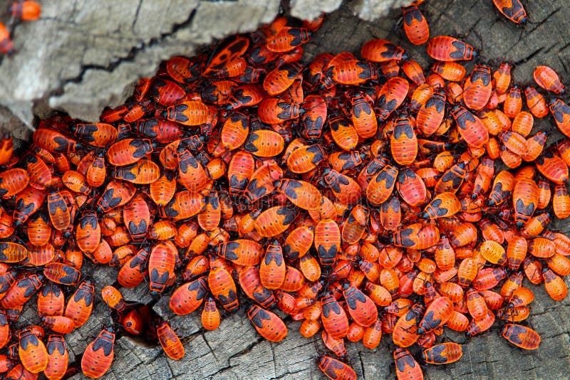 Red Flat Bugs during the Breeding Season. People Call a Bug a Soldier ...