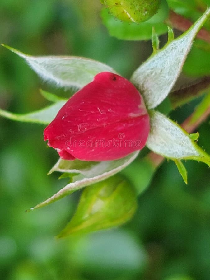 Red flat rose buds stock photo. Image of flowers, rose - 250031196