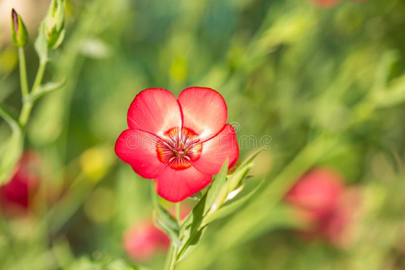 Red Flax Flower stock photo. Image of closeup, grows - 253715832
