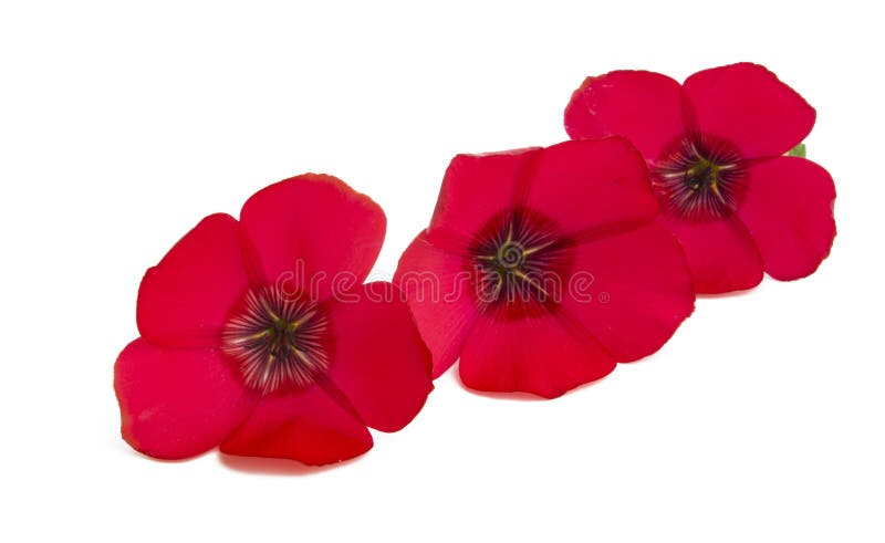 Flax flower isolated stock photo. Image of bloom, floral - 278732422