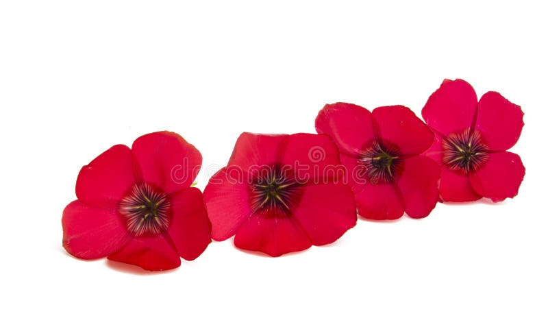 Red flax flower isolated stock image. Image of flax - 209374911