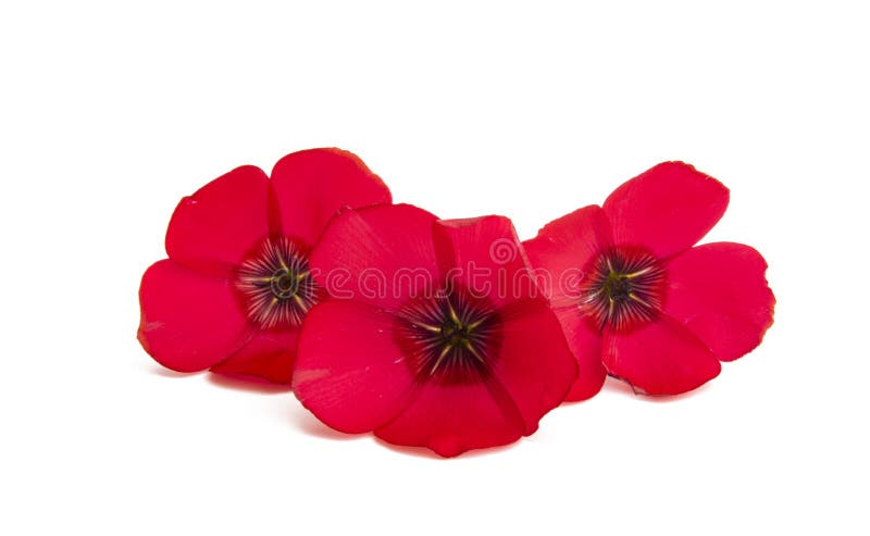 Red flax flower isolated stock photo. Image of culture - 209374944