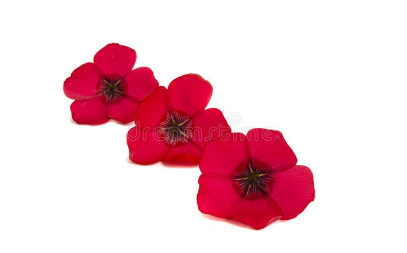 Red flax flower isolated stock image. Image of closeup - 209375023