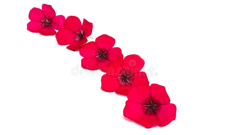 Red flax flowers isolated stock image. Image of beauty - 212053889