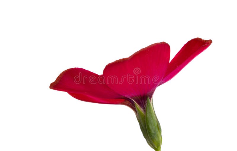 Red flax isolated stock photo. Image of healthy, herbal - 208492896