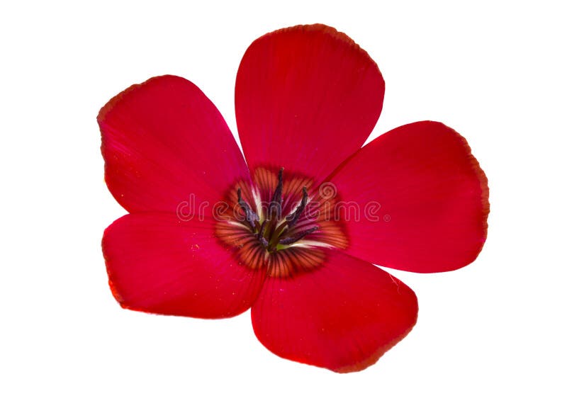 Red flax isolated stock image. Image of beauty, wild - 208492897
