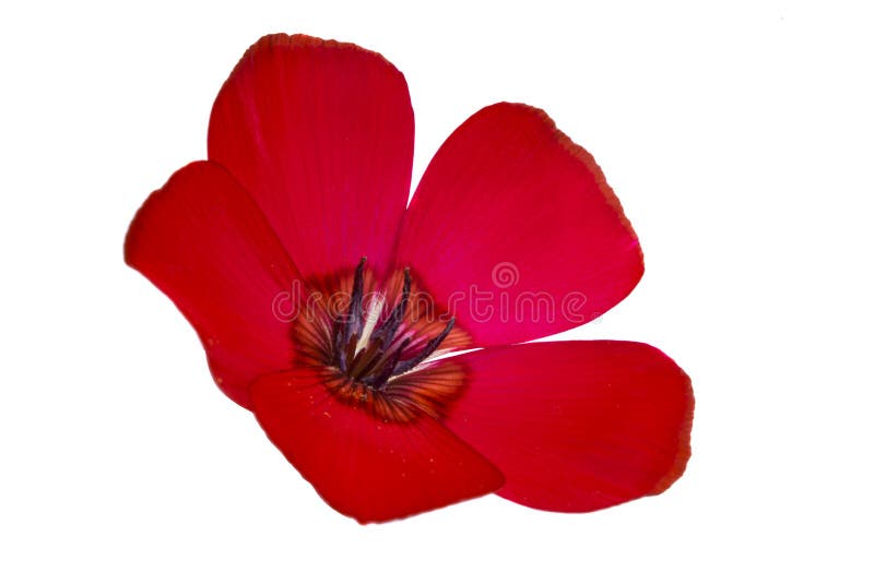 Red flax isolated stock image. Image of medicine, white - 208492911