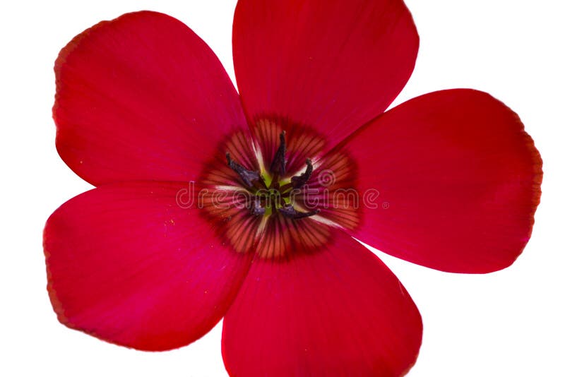 Red flax isolated stock photo. Image of isolated, fresh - 208492918