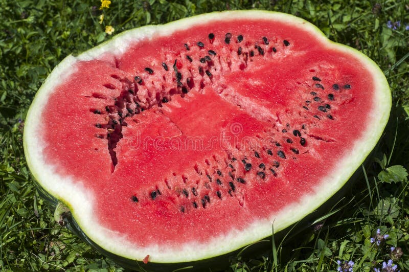 Sliced watermelon inside stock photo. Image of freshness - 169429238