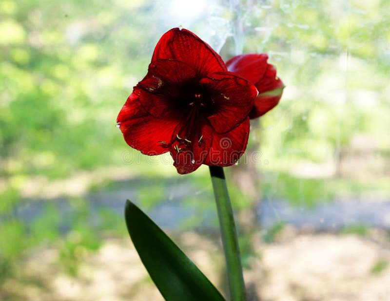 Red Fleshy Flowers Growing on a Tree in the Wild Stock Image - Image of ...