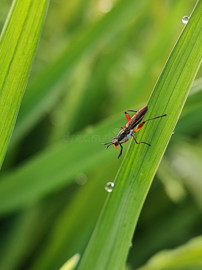Red Flies at Fields in Morning Vibes Stock Photo - Image of flies ...